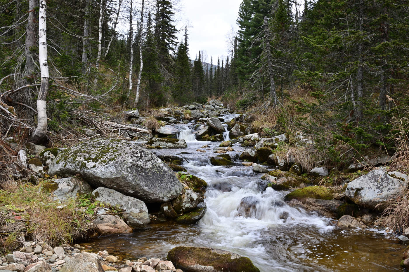 Forest River / photo